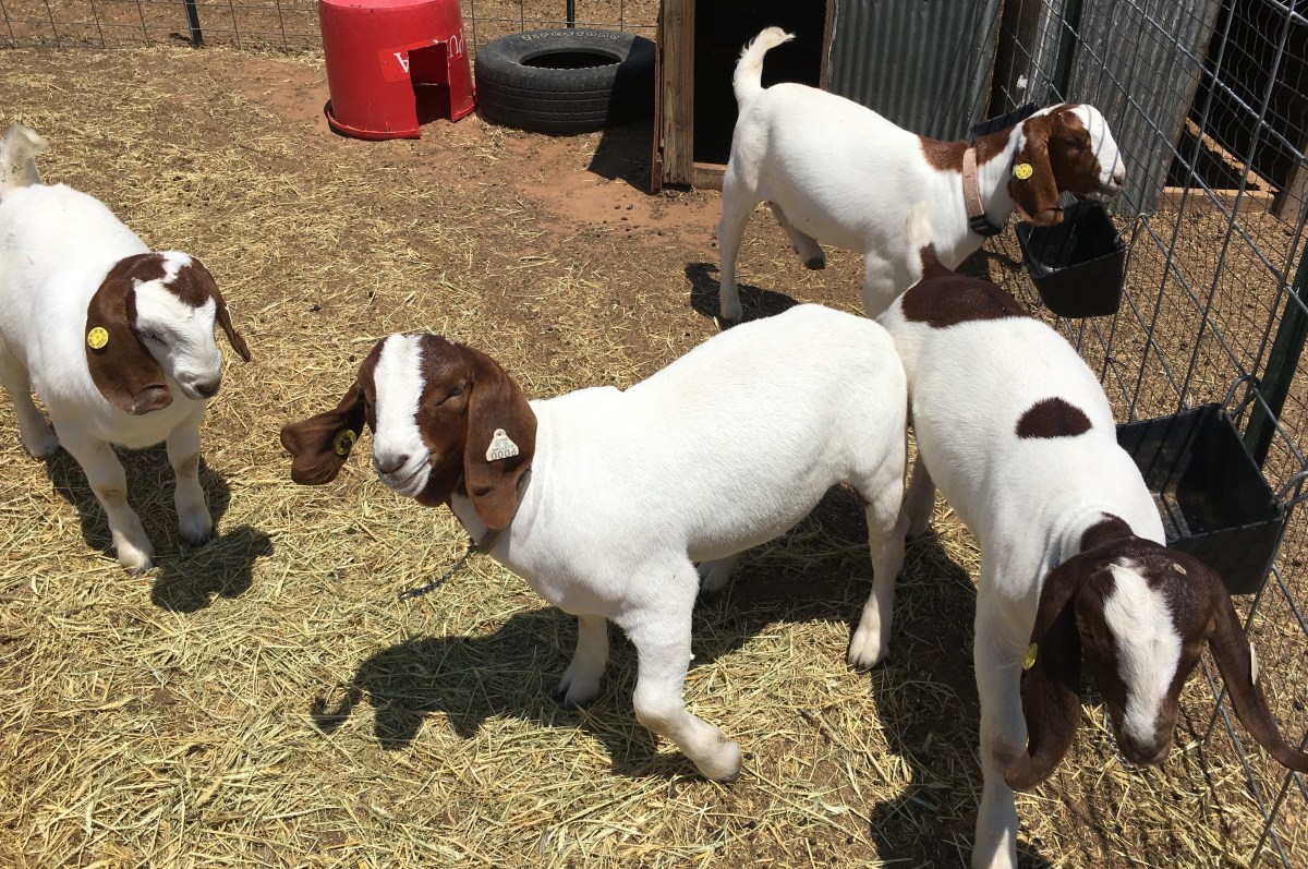 KIDS – WEEMS FAMILY SHOW GOATS